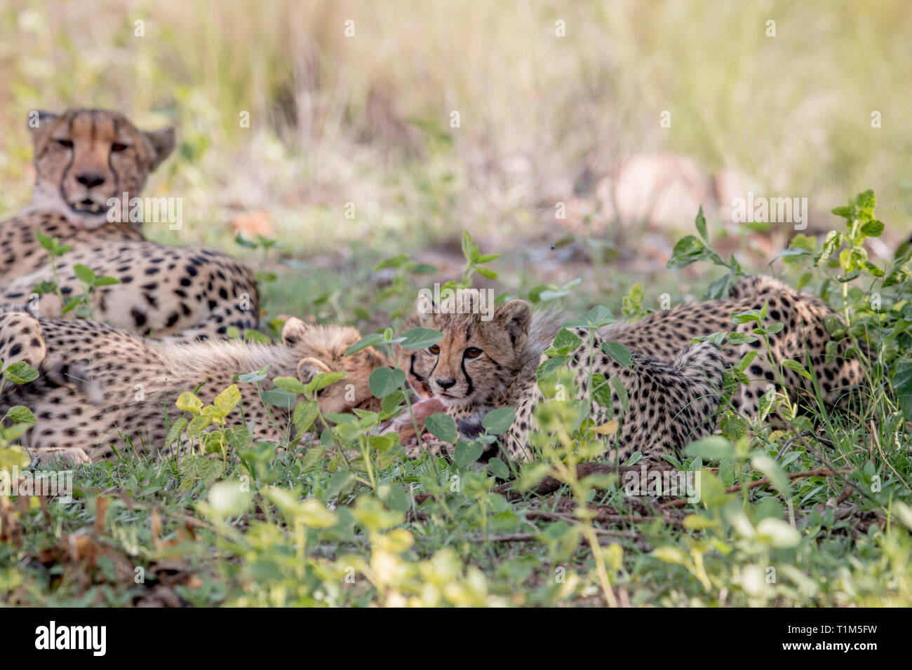 Baby cheetahs feeding hi-res stock photography and images - Alamy
