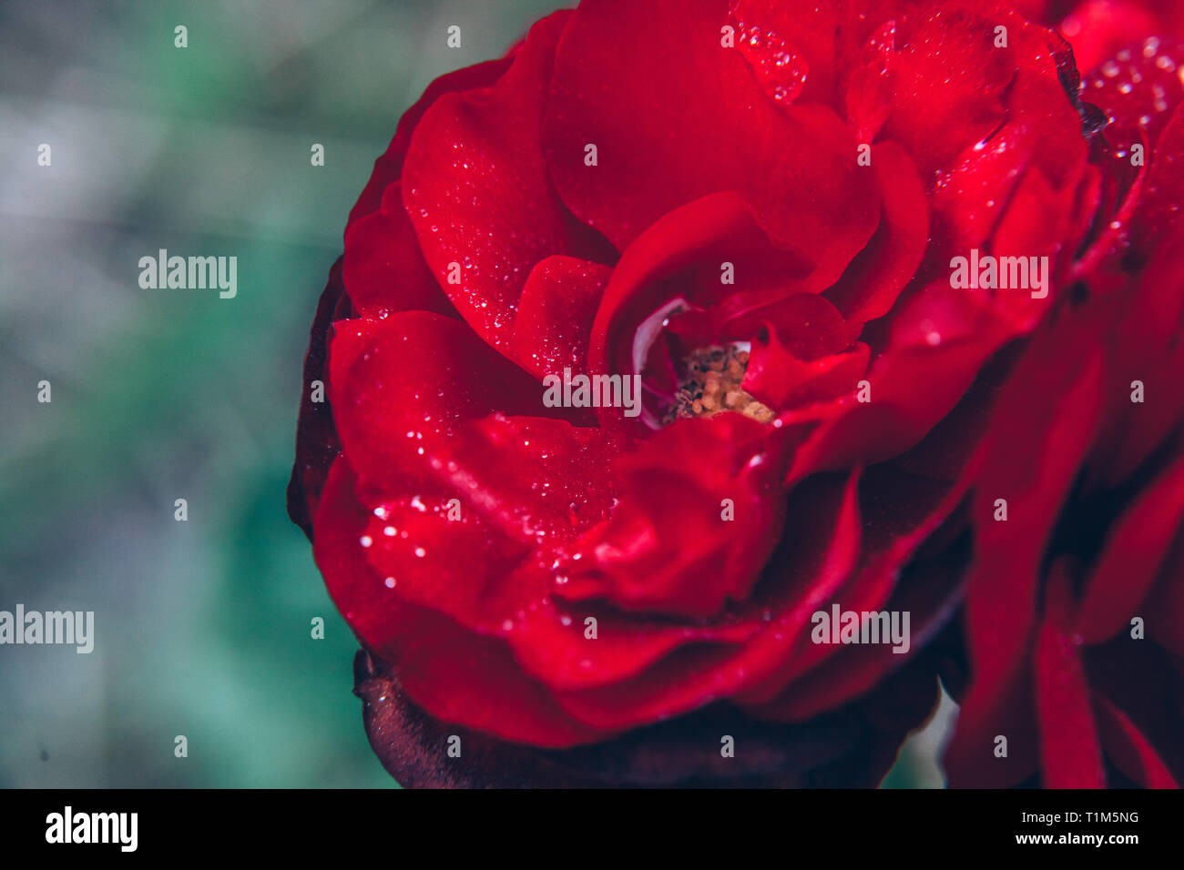 Beautiful red rose flowers with drops after rain in summer time ...