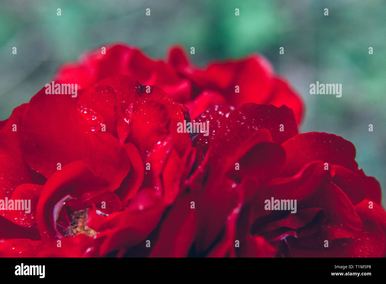 Beautiful red rose flowers with drops after rain in summer time ...
