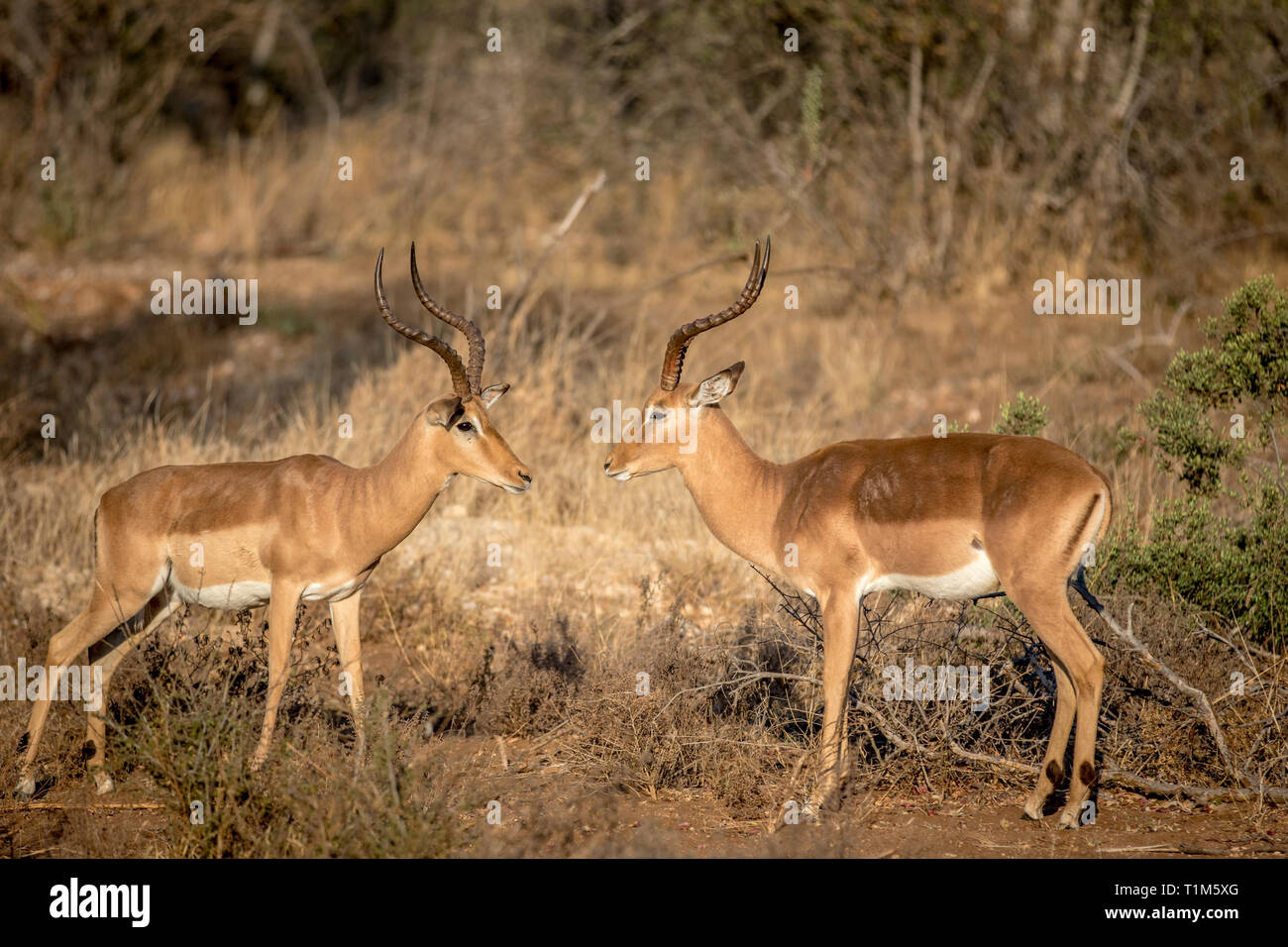 Two Impala rams facing each other in the Kruger National Park, South ...