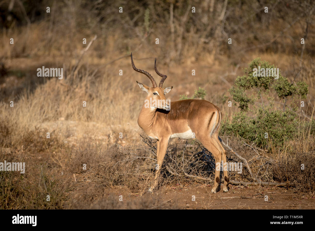 Impala ram standing in the grass in the Kruger National Park, South ...