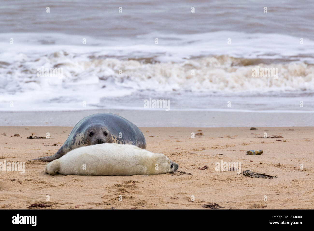 Baby seals hi-res stock photography and images - Alamy
