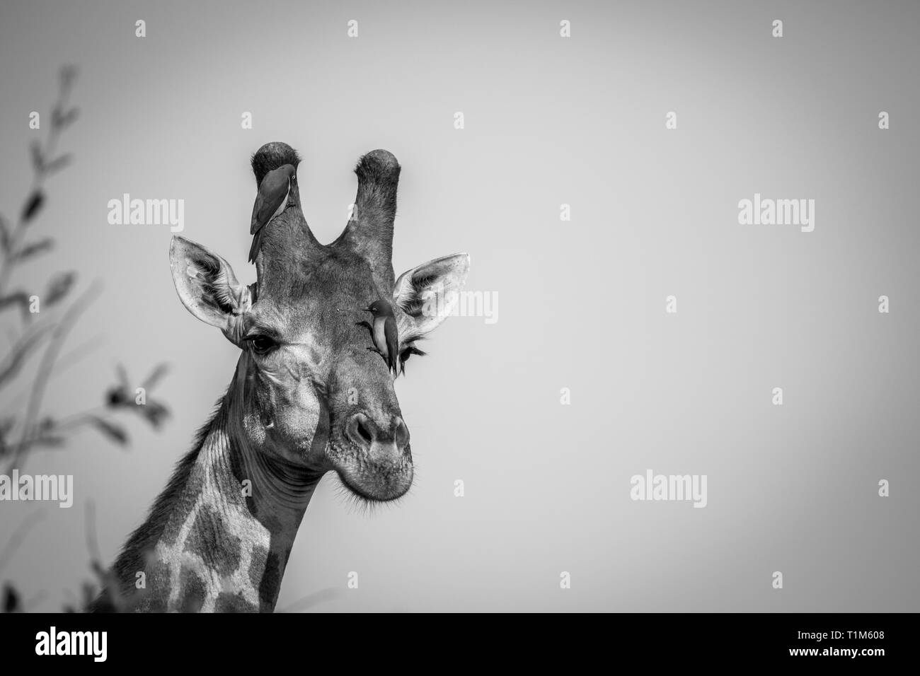 Close up of a male Giraffe head with Red-billed oxpeckers in black and ...