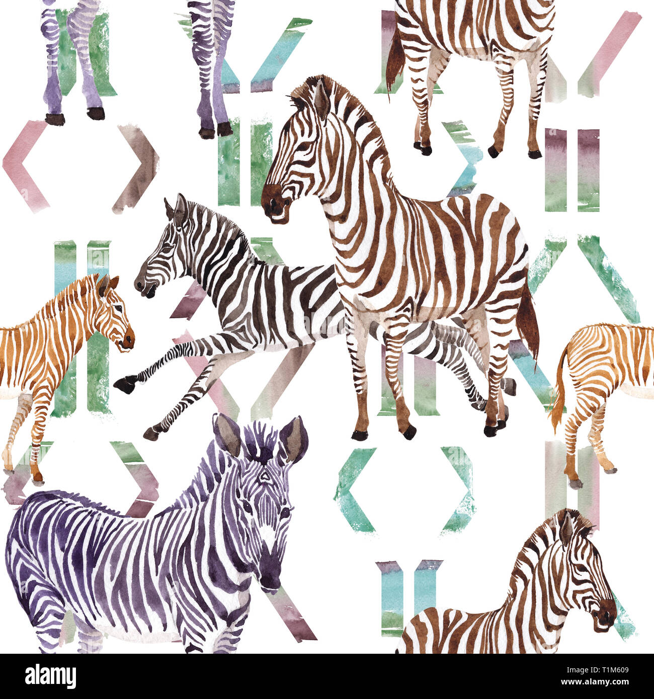 Exotic zebra wild animal in a watercolor style. Watercolor background ...