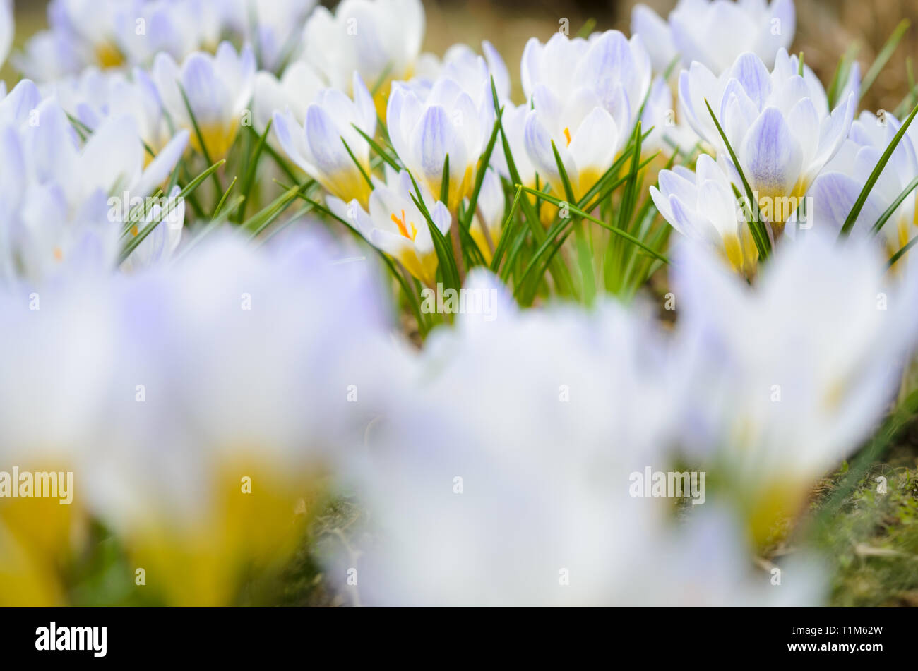 Early spring crocus flowers (Crocus chrysanthus 'Blue Pearl') in the ...