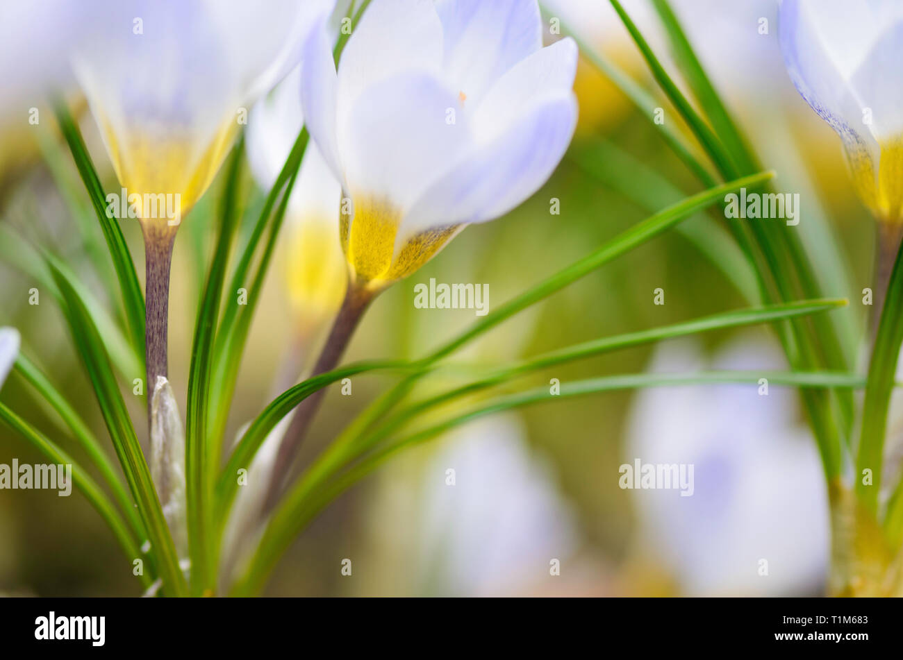 Early spring crocus flowers (Crocus chrysanthus 'Blue Pearl') in the ...