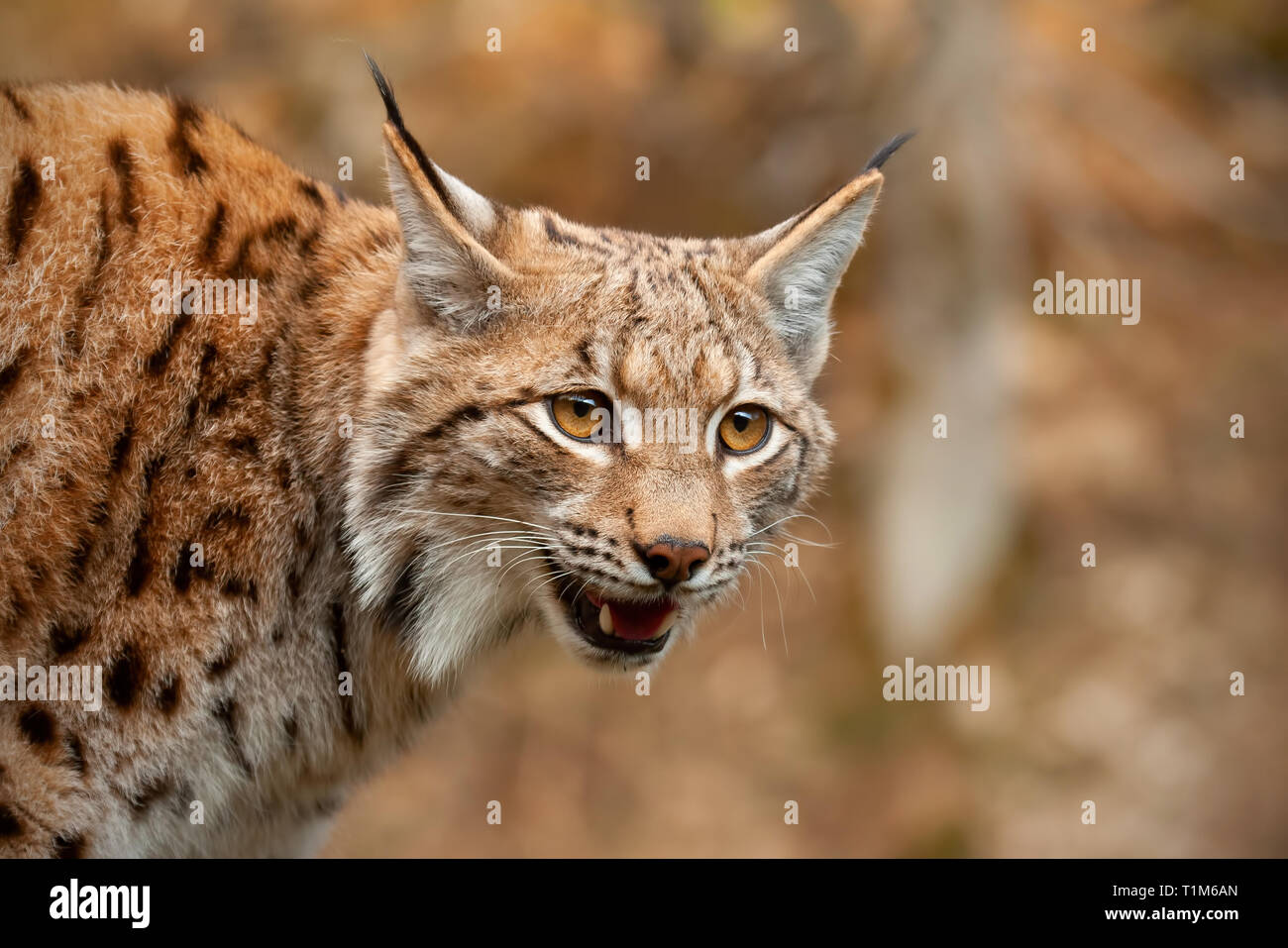 Detail of eurasian lynx looking down searching for prey with mouth open ...