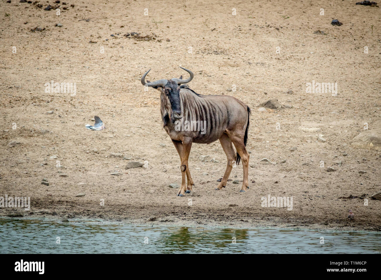 Blue wildebeest male standing by the water in the Kruger National Park ...