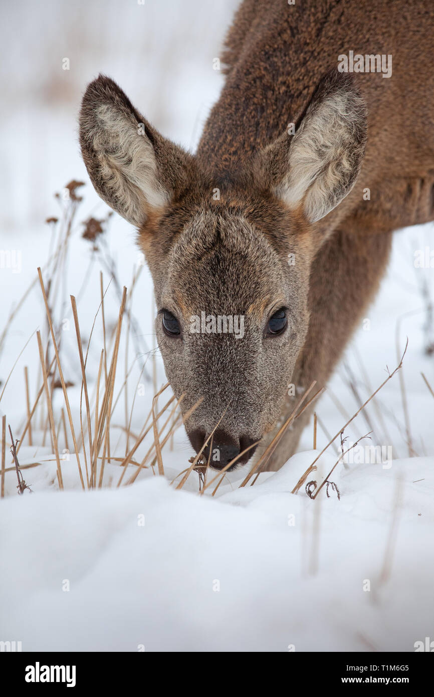 Wildlife hi-res stock photography and images - Alamy