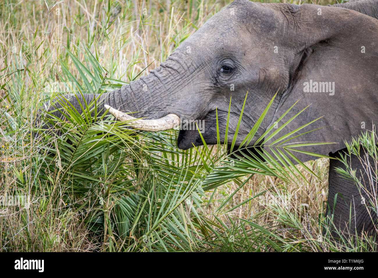 African elephant eating in the Kruger National Park, South Africa Stock ...