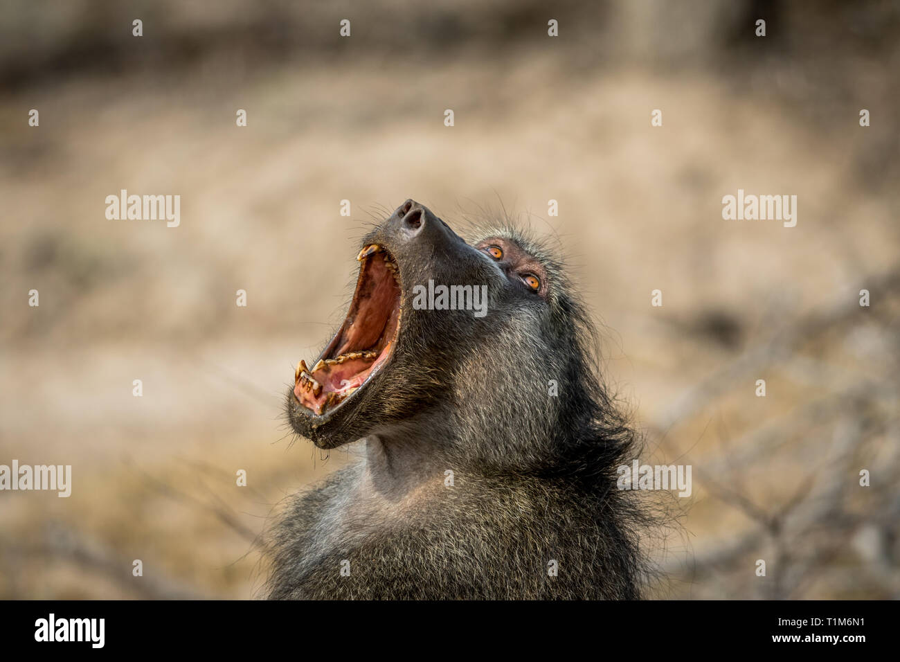 Chacma baboon teeth hi-res stock photography and images - Alamy