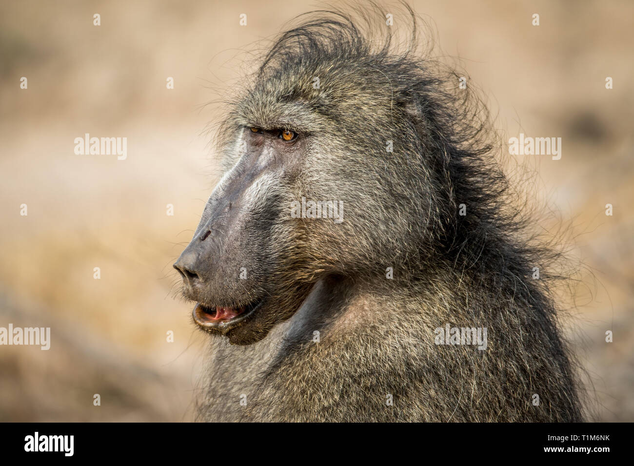 Male Chacma baboon close up in the Kruger National Park, South Africa ...