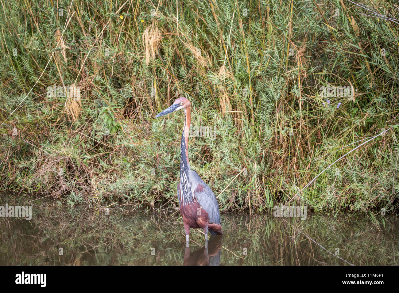 Goliath heron standing in the water in the Kruger National Park, South ...