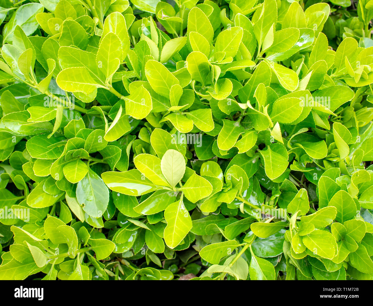 Foliage background hi-res stock photography and images - Alamy
