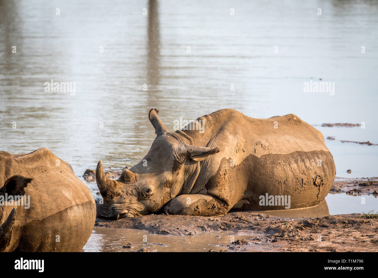 White rhino laying in the water, South Africa Stock Photo - Alamy