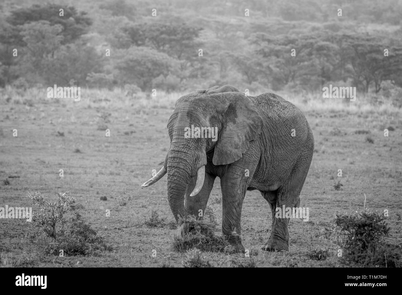 Big male Elephant walking in the grass in black and white in the ...