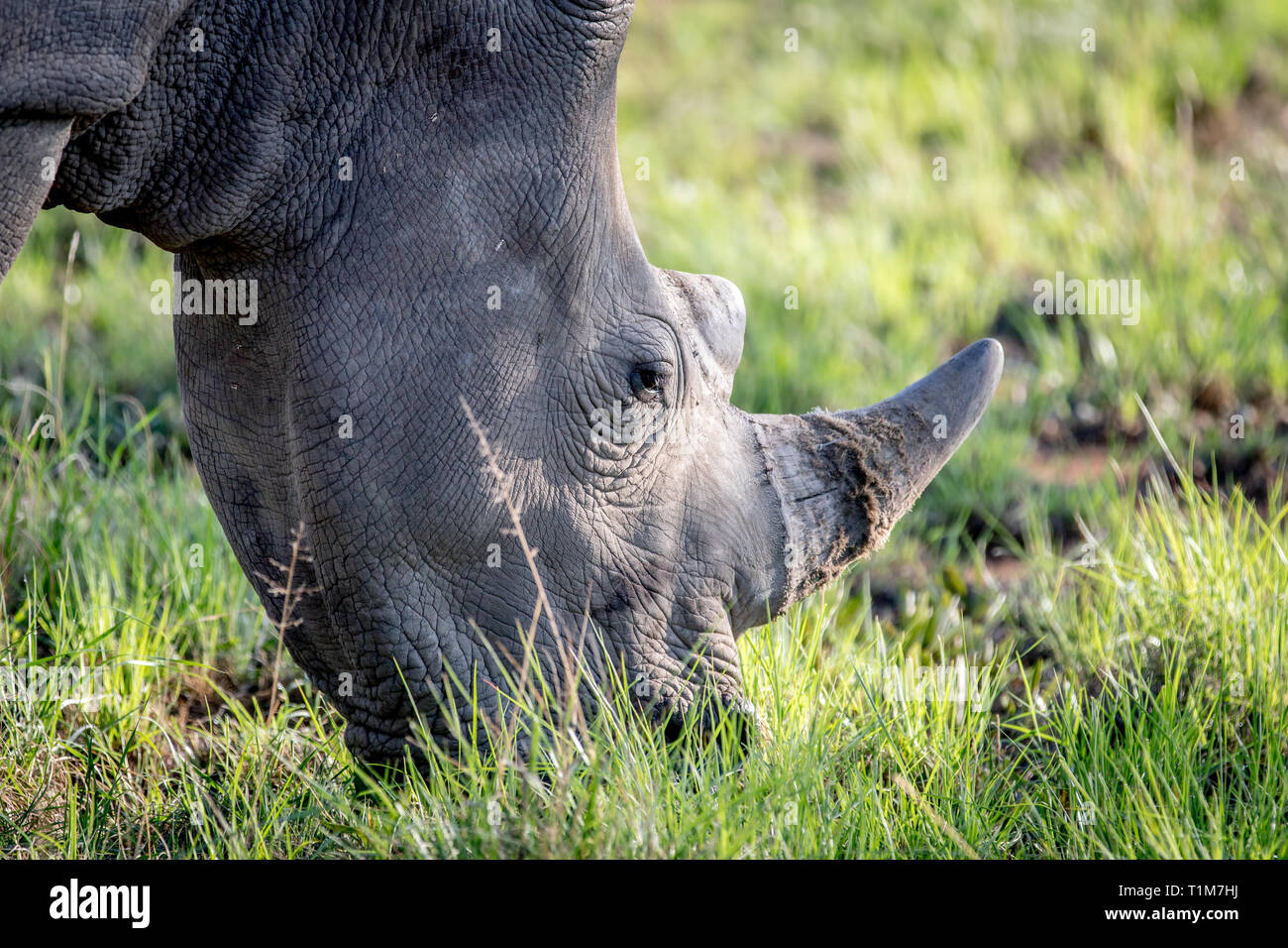 Close up of a White rhino grazing, South Africa Stock Photo - Alamy