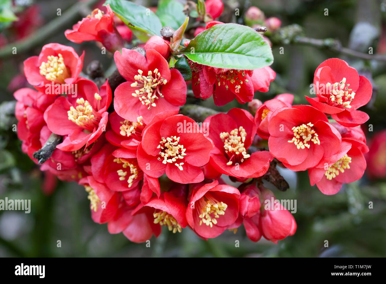 Maules quince hi-res stock photography and images - Alamy