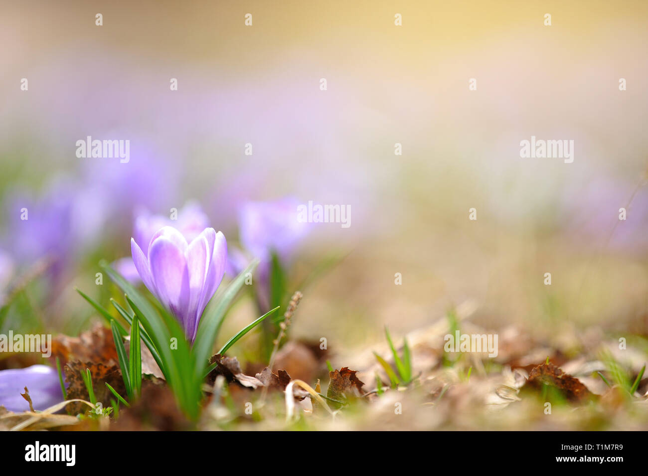 Blue saffron crocus hi-res stock photography and images - Alamy