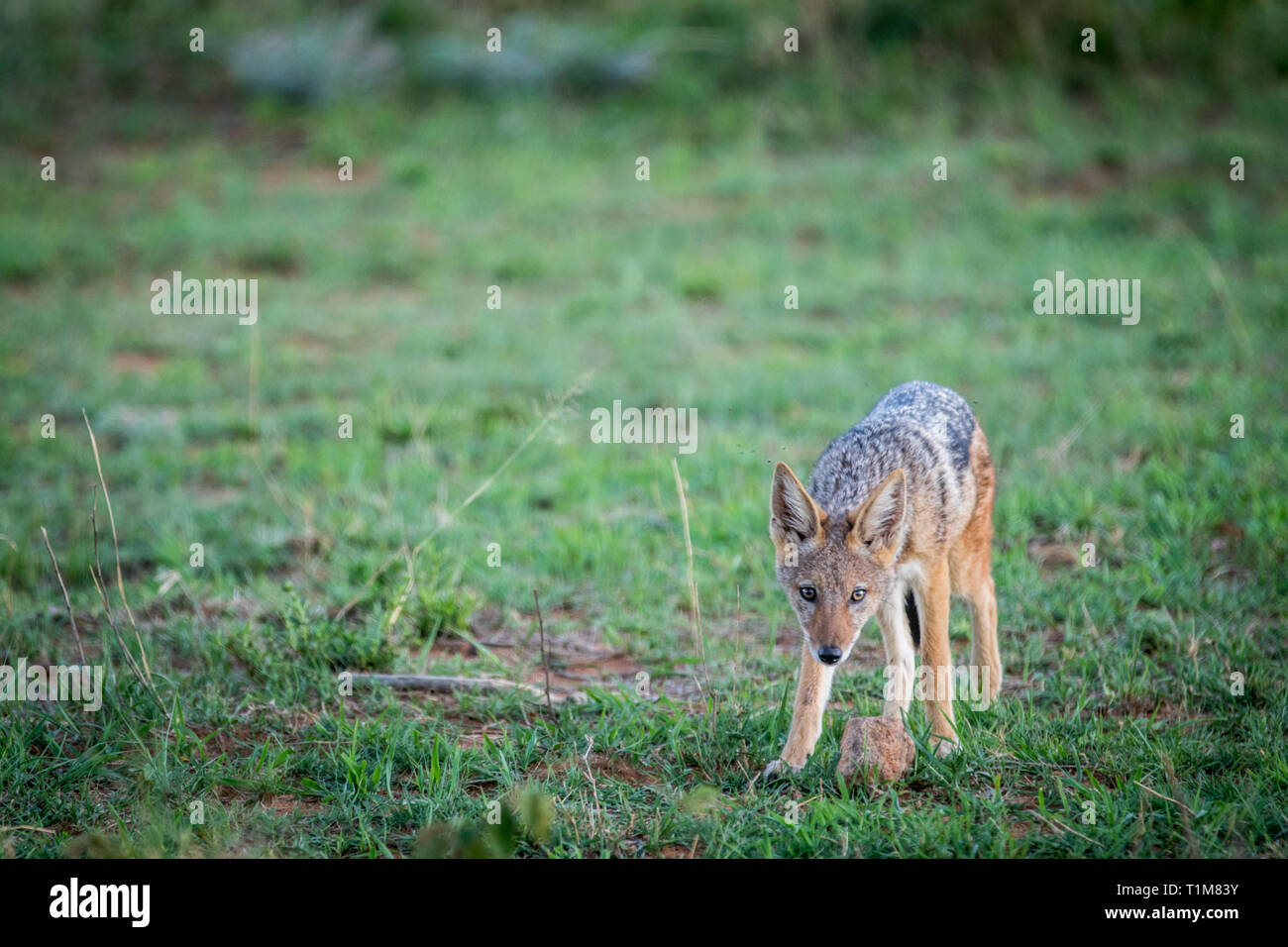 Black-backed jackal standing in the grass in the Welgevonden game ...
