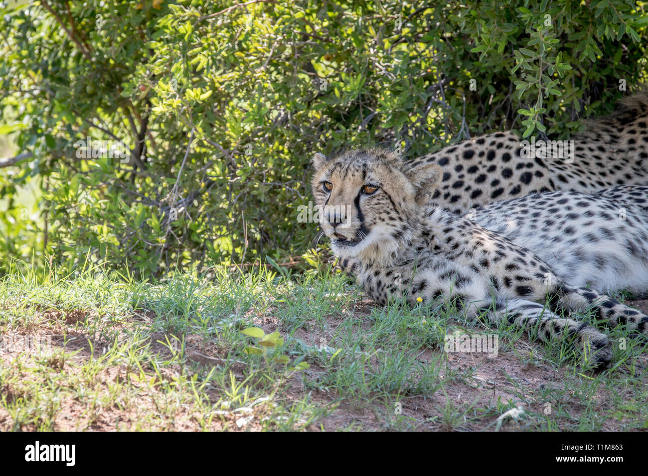 Cheetah cheetahs in bush kruger hi-res stock photography and images - Alamy