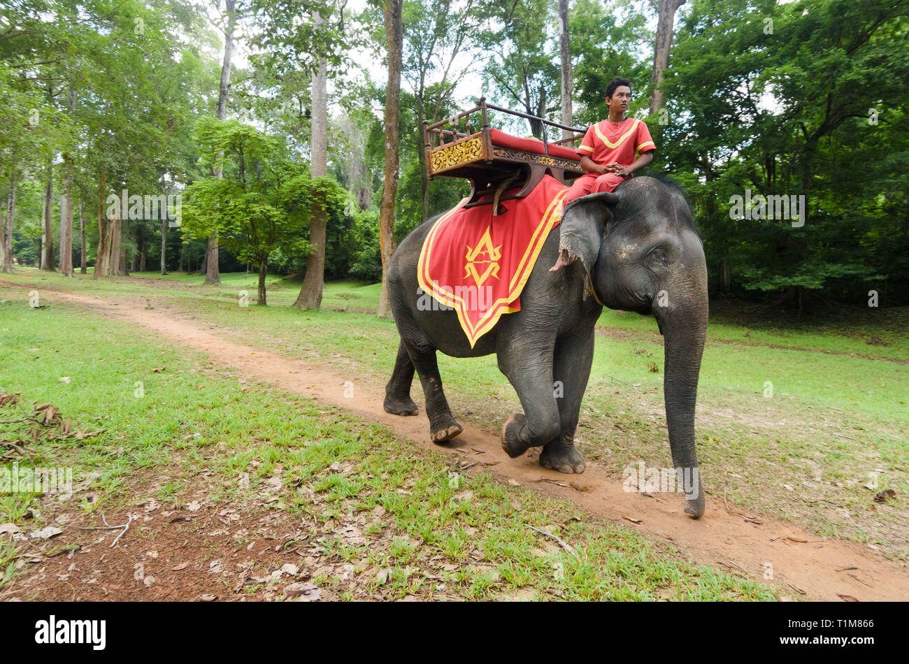 ANGKOR WAT, CAMBODIA. -5 MAY 2014: A young mahout is riding an asian ...