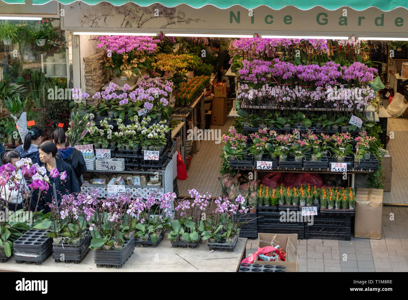 Orchid and Flower Shop, Hong Kong Stock Photo - Alamy