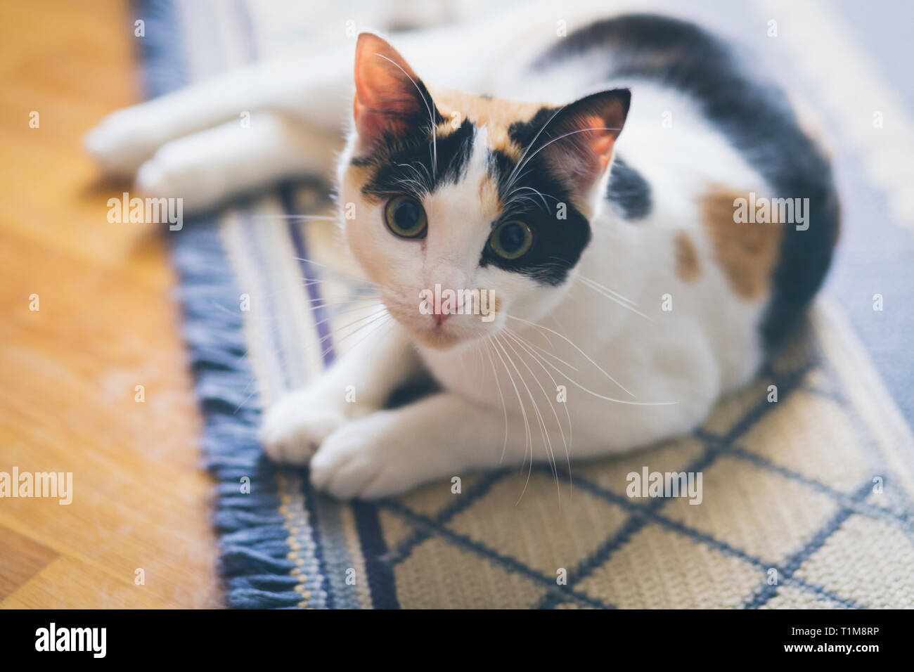Portrait curious cat laying on rug Stock Photo - Alamy