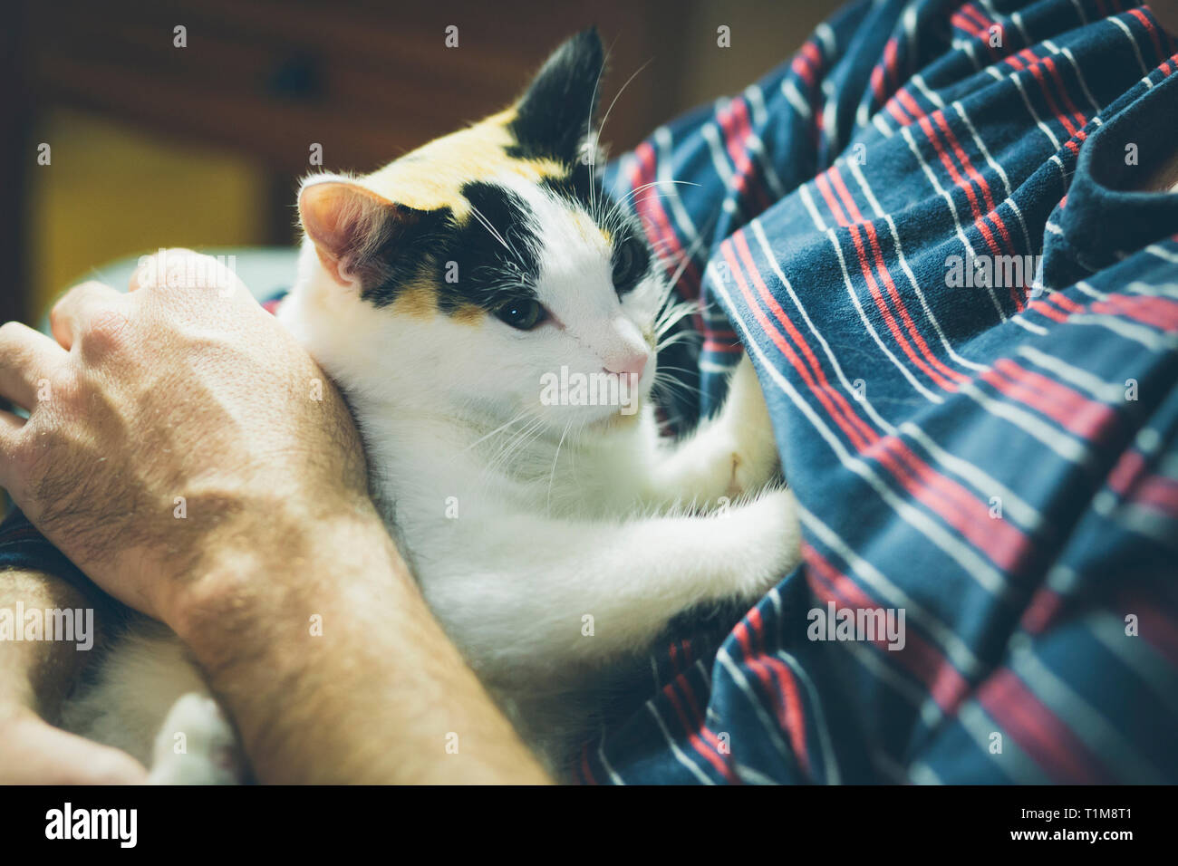Cat and its owner bonding hi-res stock photography and images - Alamy