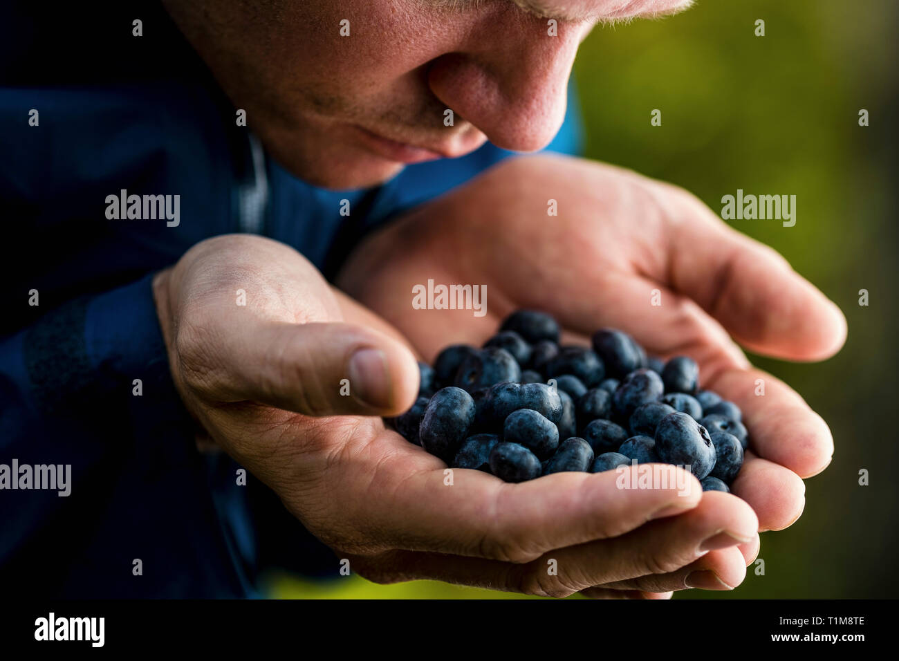 Man cupping and smelling fresh, ripe blueberries Stock Photo - Alamy