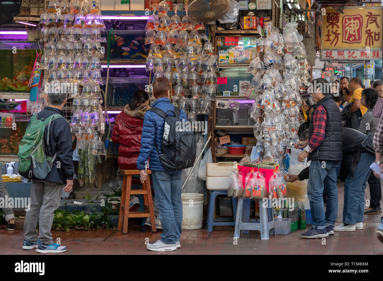 Ornamental Fish Shop, Hong Kong Stock Photo - Alamy