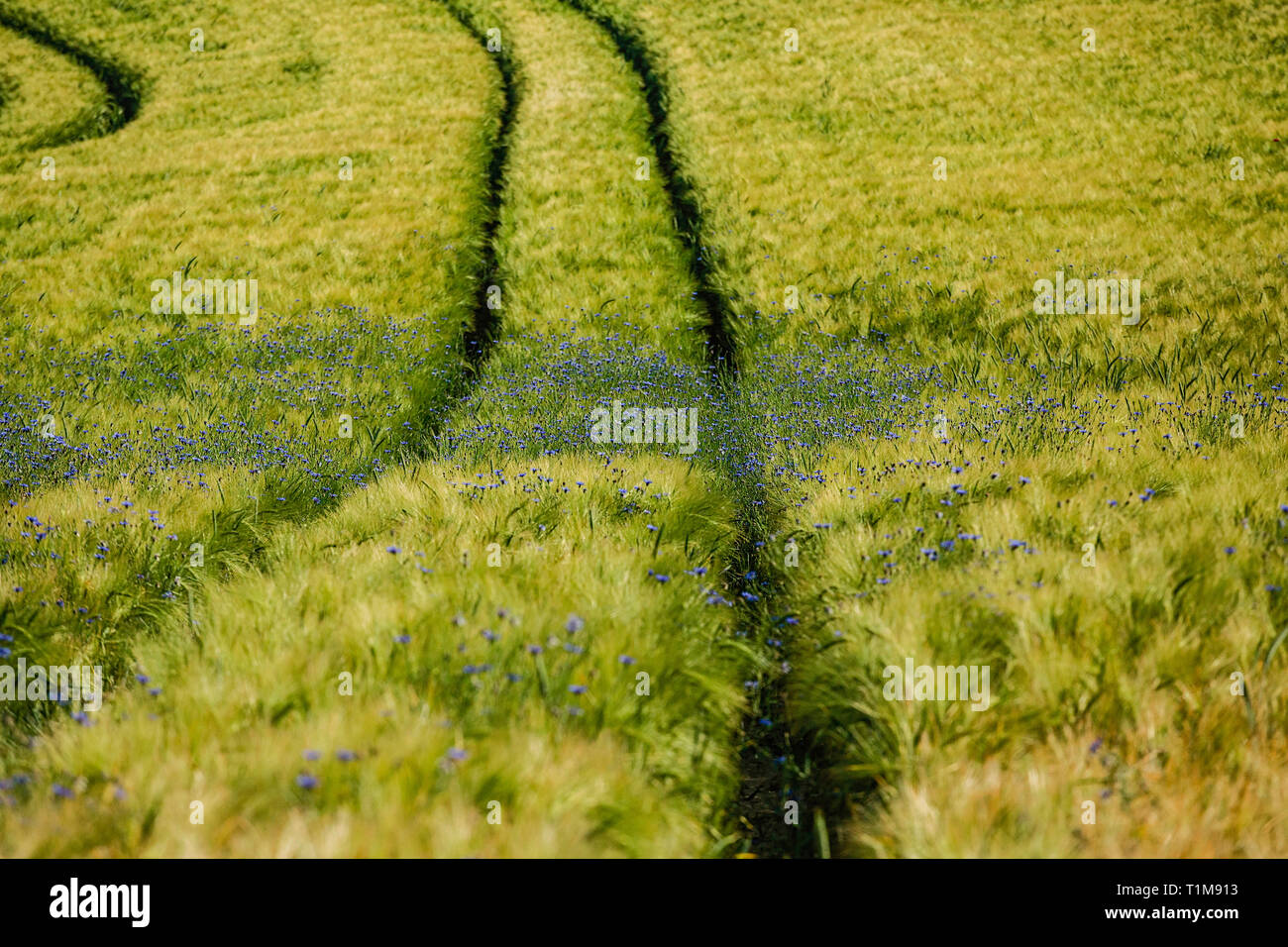 Wildflowers growing in idyllic green wheat field Stock Photo - Alamy
