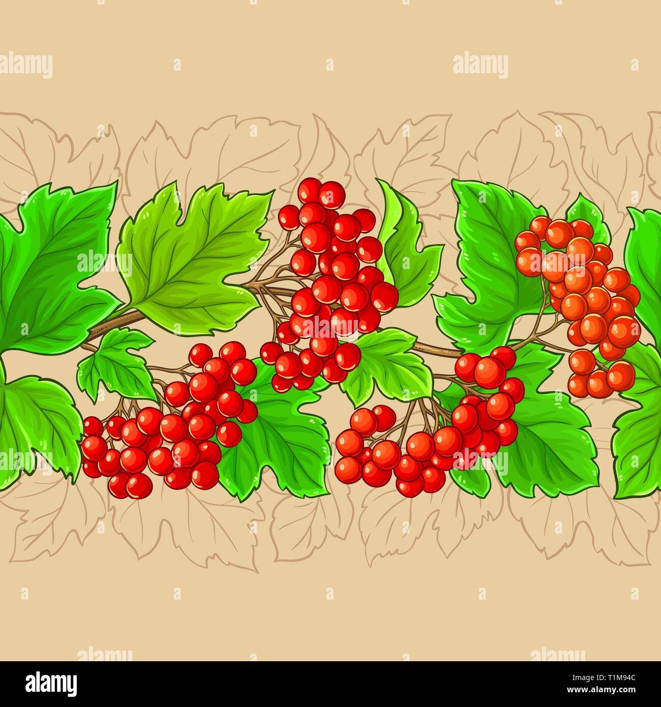 Guelder Rose Drawing High Resolution Stock Photography and Images - Alamy