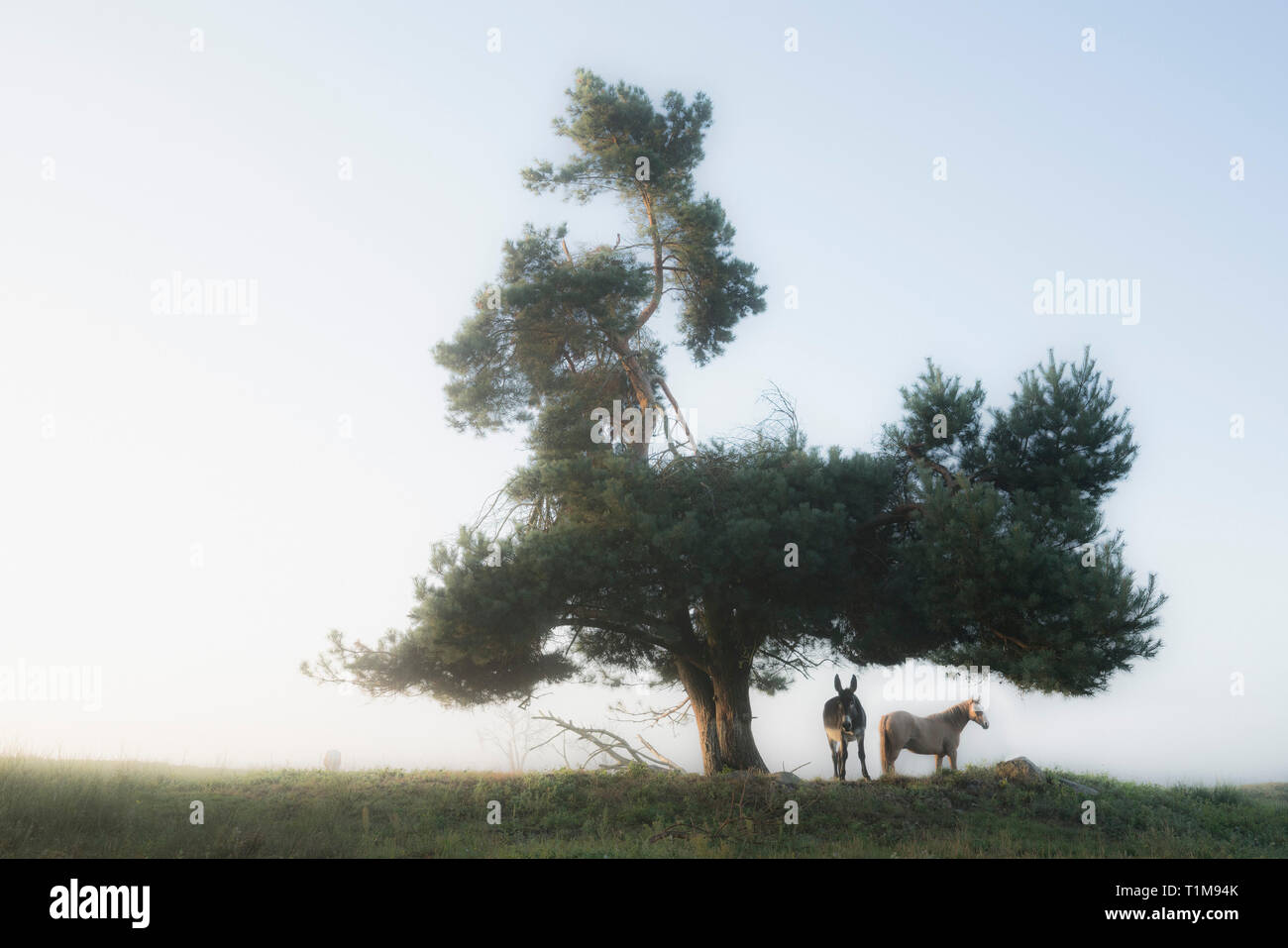 Donkey under tree hi-res stock photography and images - Alamy
