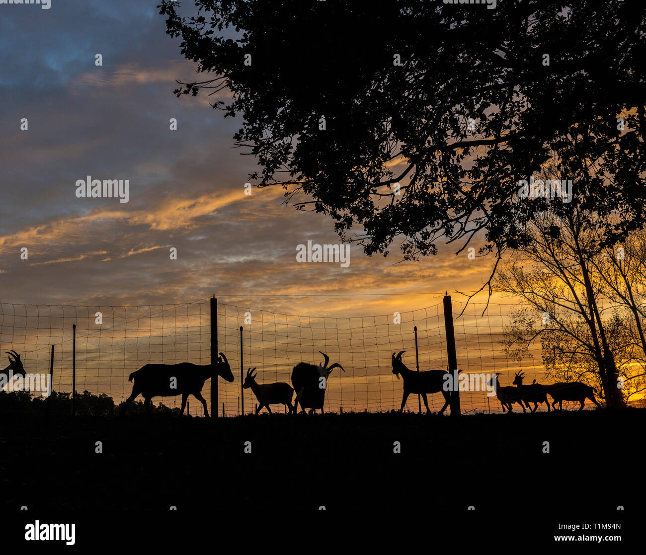Goat walking silhouette hi-res stock photography and images - Alamy