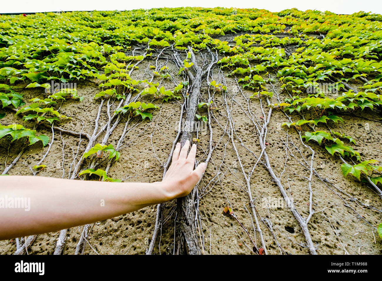 Personal perspective woman touching ivy roots growing up wall Stock ...