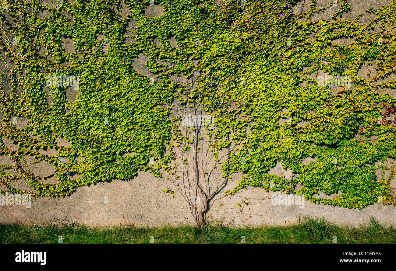 Wall with overgrown ivy Stock Photo - Alamy