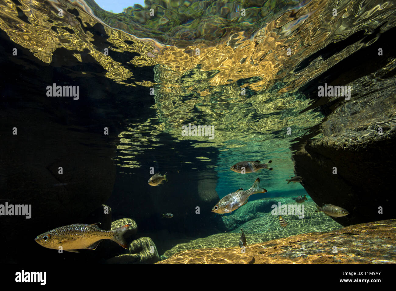 Spotted flagtail (Kuhlia marginata) and rock flagtail (Kuhlia rupestris ...