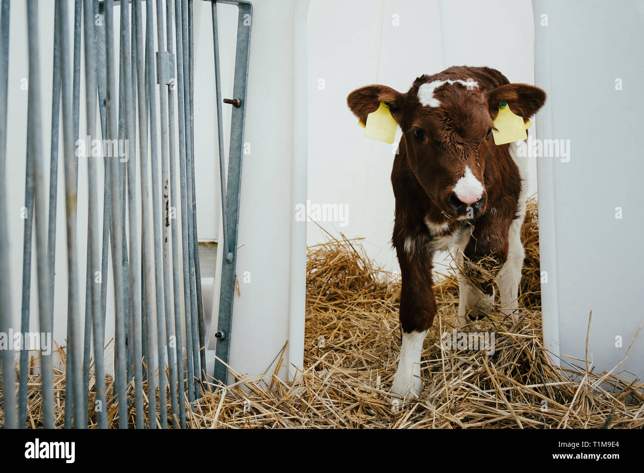 Cow and calf camera hi-res stock photography and images - Alamy