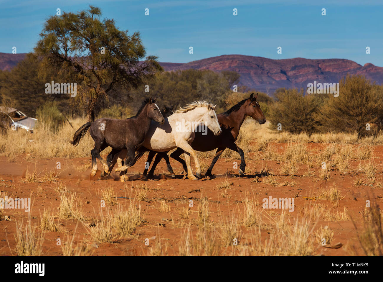Brumby hi-res stock photography and images - Alamy