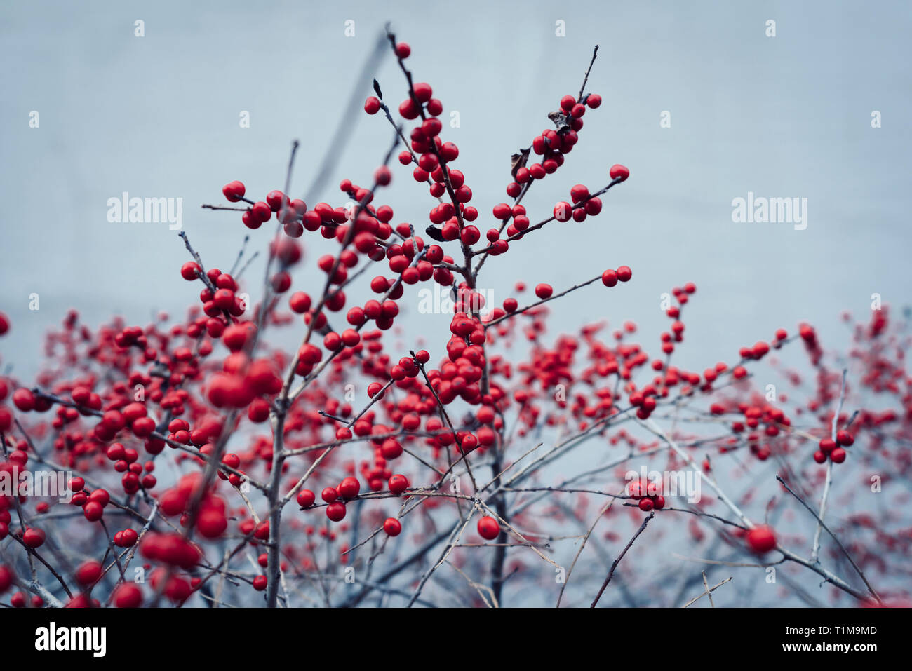 Red berries growing on winter plant Stock Photo - Alamy