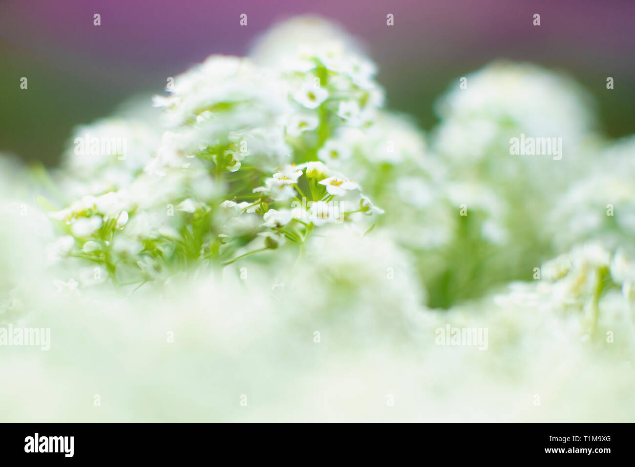 Delicate environment hi-res stock photography and images - Alamy