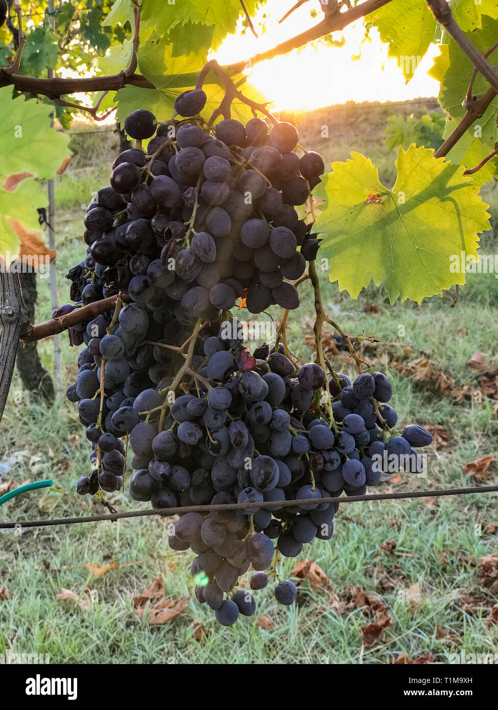 A large bunch of red ripe grapes hanging on the vine in a vineyard in ...