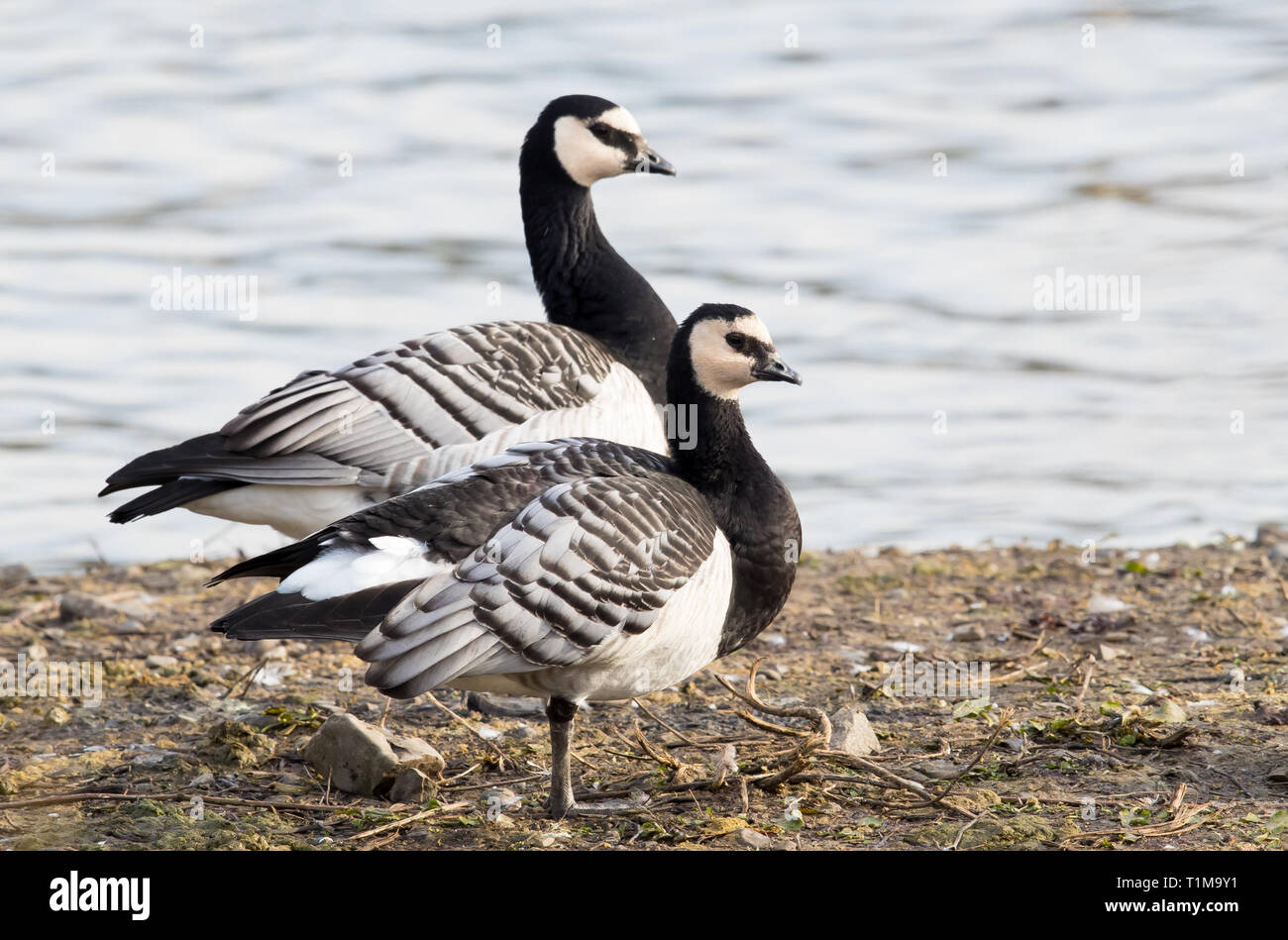Barnacle geese hi-res stock photography and images - Alamy