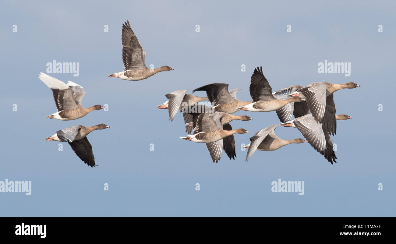 Pinkfoot geese hi-res stock photography and images - Alamy