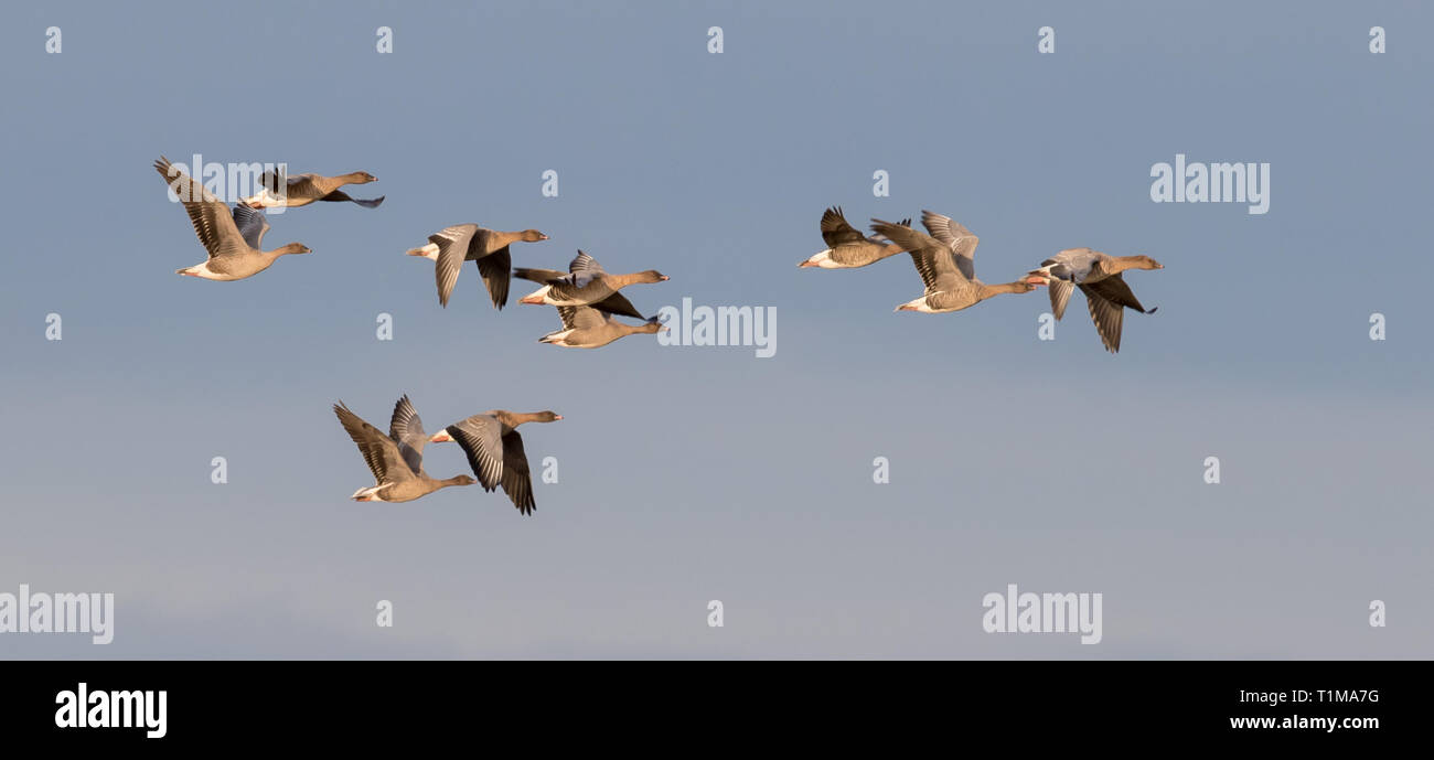 Pinkfoot geese hi-res stock photography and images - Alamy