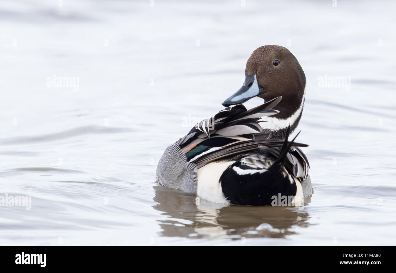 Pintail duck male preening hi-res stock photography and images - Alamy