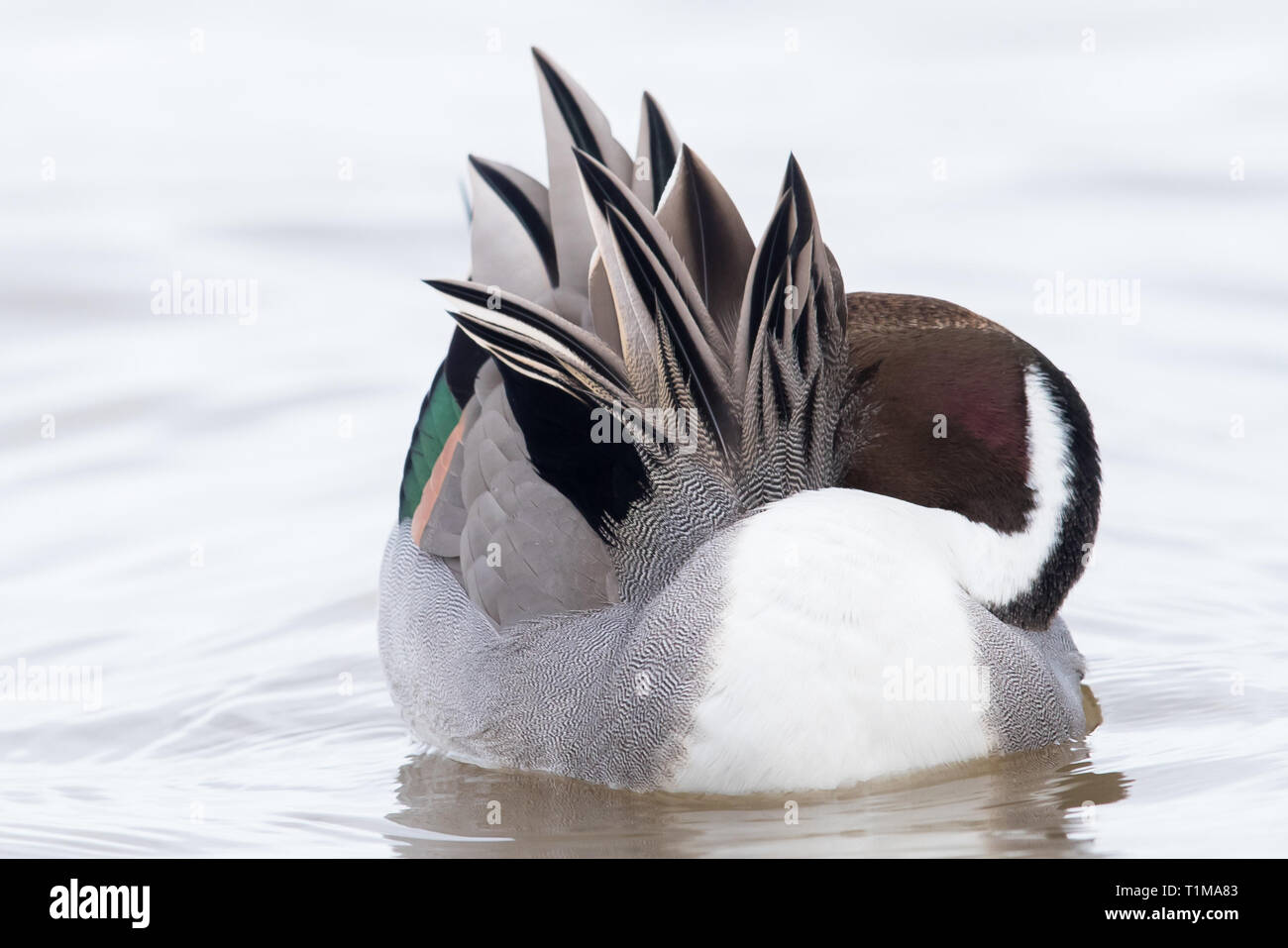 Pintail duck male preening hi-res stock photography and images - Alamy