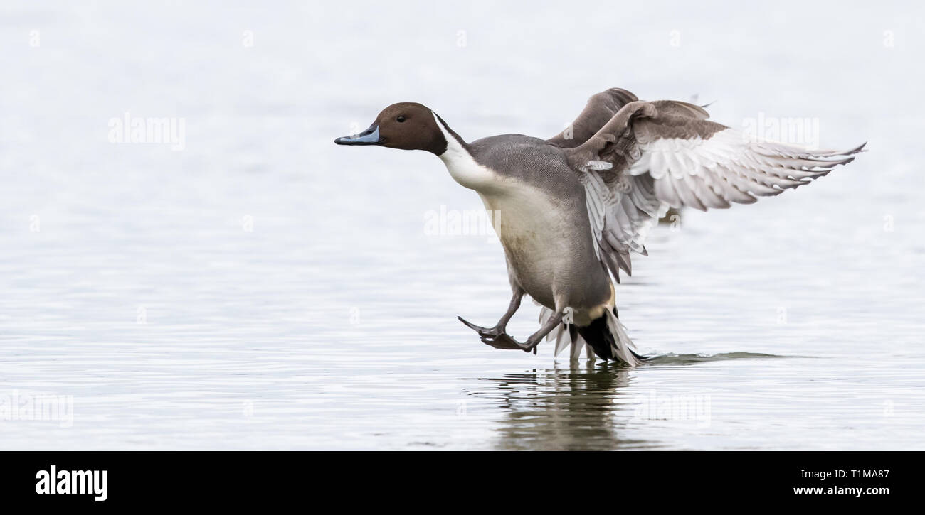 Pintail duck landing hi-res stock photography and images - Alamy