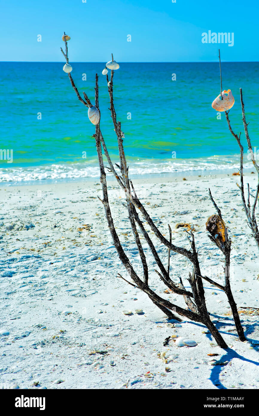 Seashell tree at Tigertail beach Stock Photo - Alamy